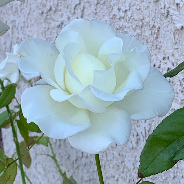 Voices of the White Rose. – Exclamation! Publishers